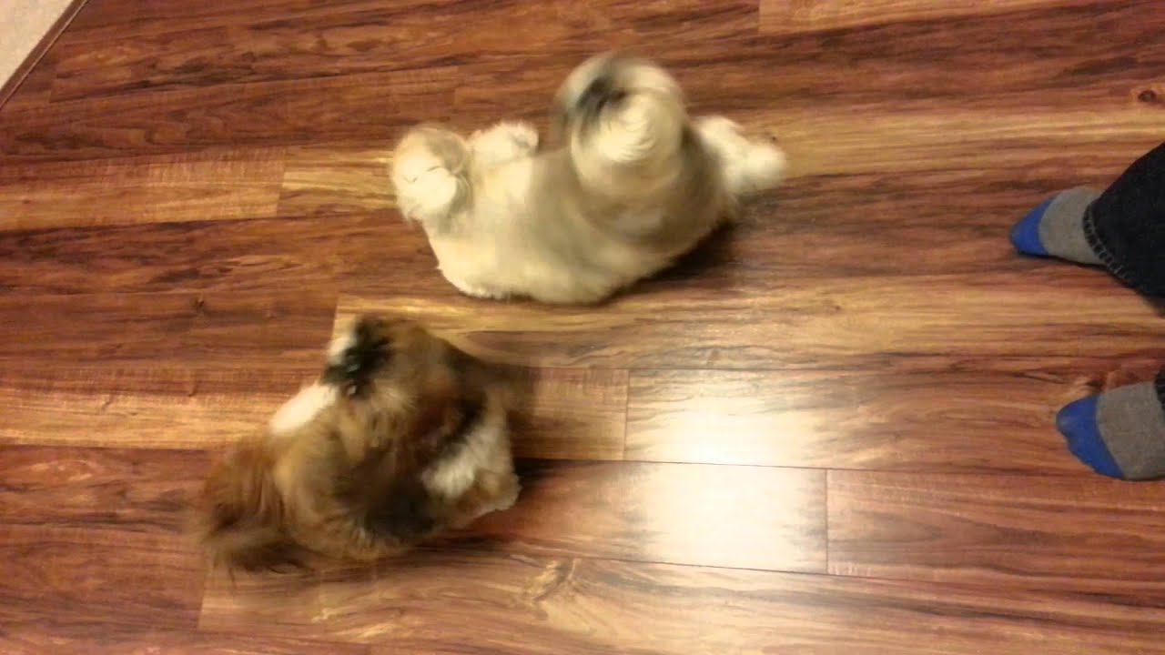 Shih tzus excited for Easter toys - YouTube