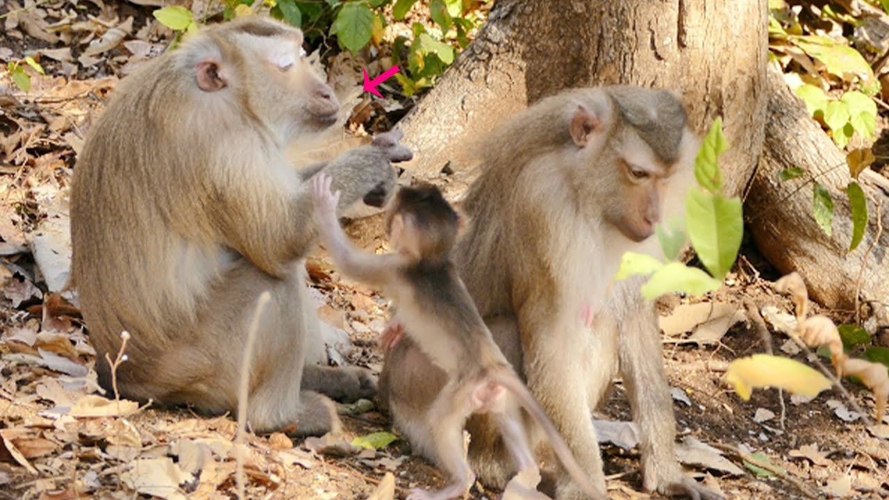 Awesome Rozy Monkey Just Gets Friendly And So Welcomed To Baby Alivia ...