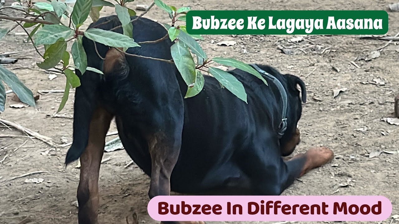 Rottweiler Bubzee Ne Aaj Kiya Yoga: Bubzee Ka Mood Kuch Alag Hi Tha Aaj ...