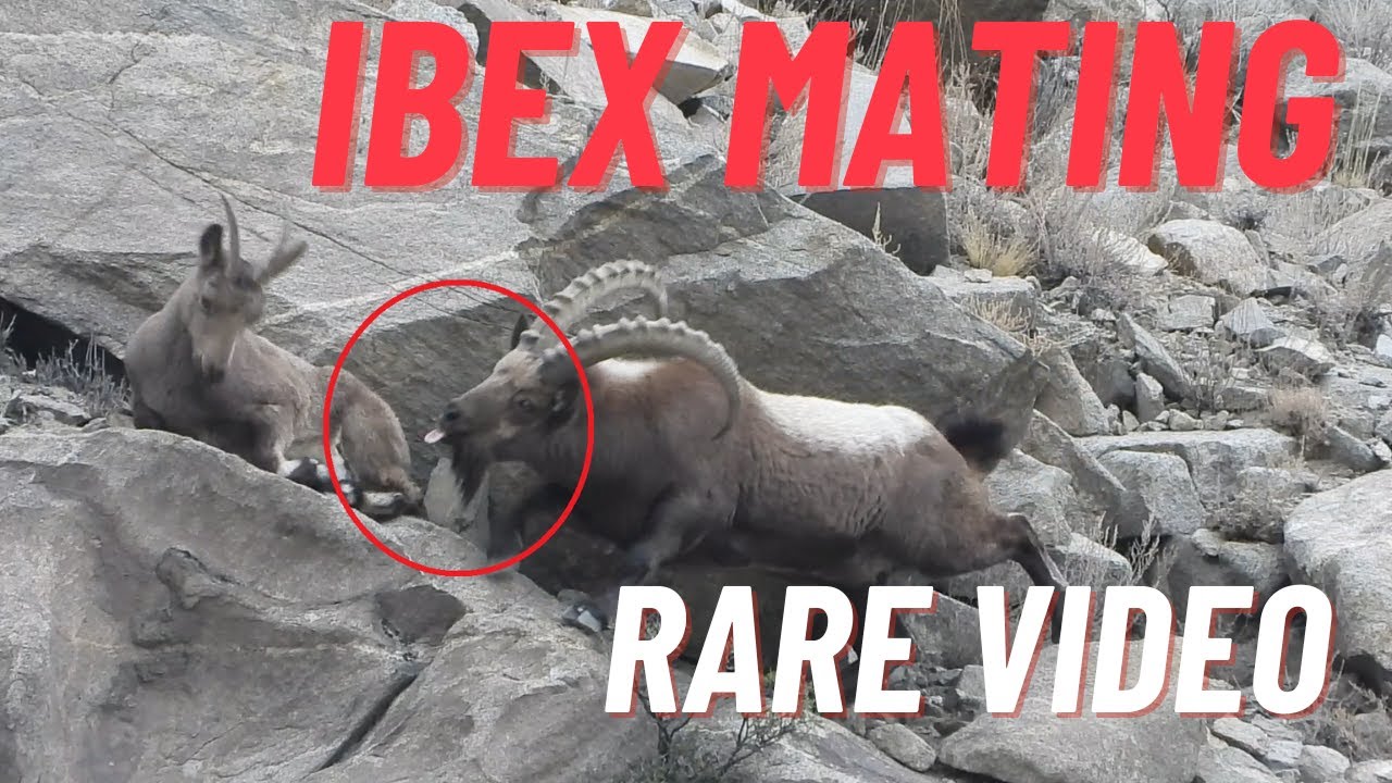 Mating Season | Himalyain Ibex Meating | Rar video of Ibex Mating ...