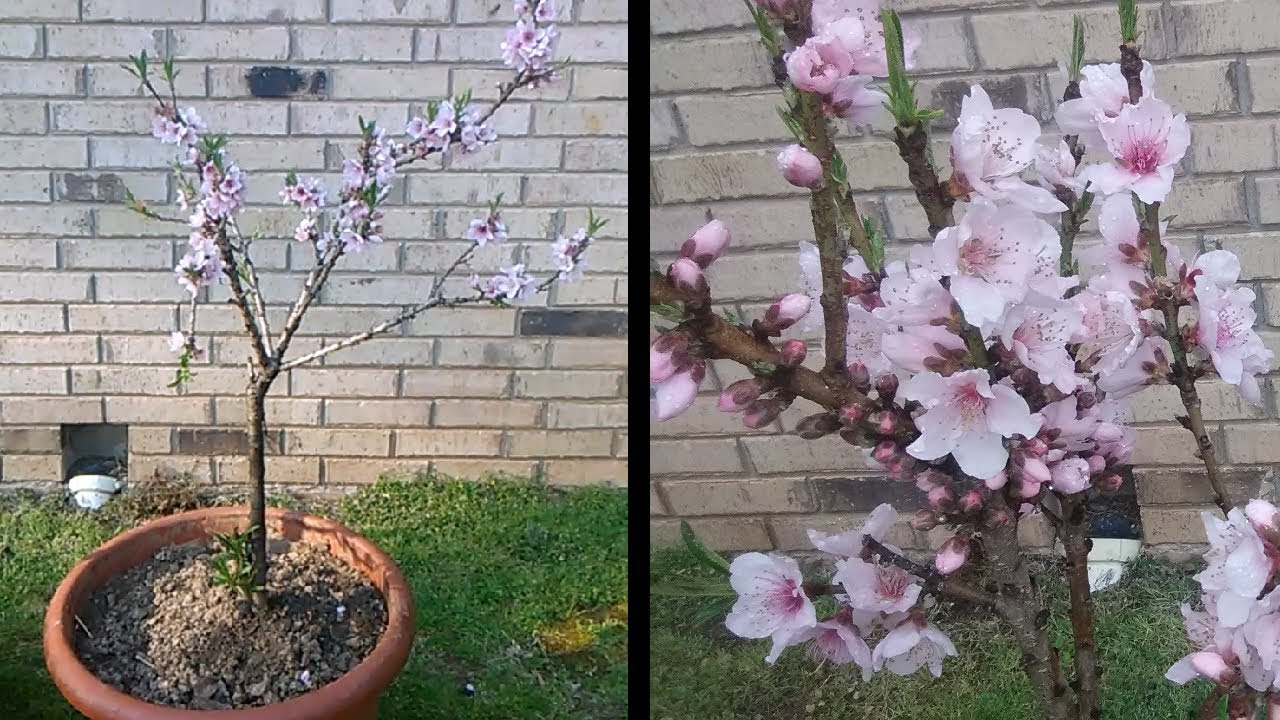 Bonanza Dwarf Peach Tree - YouTube
