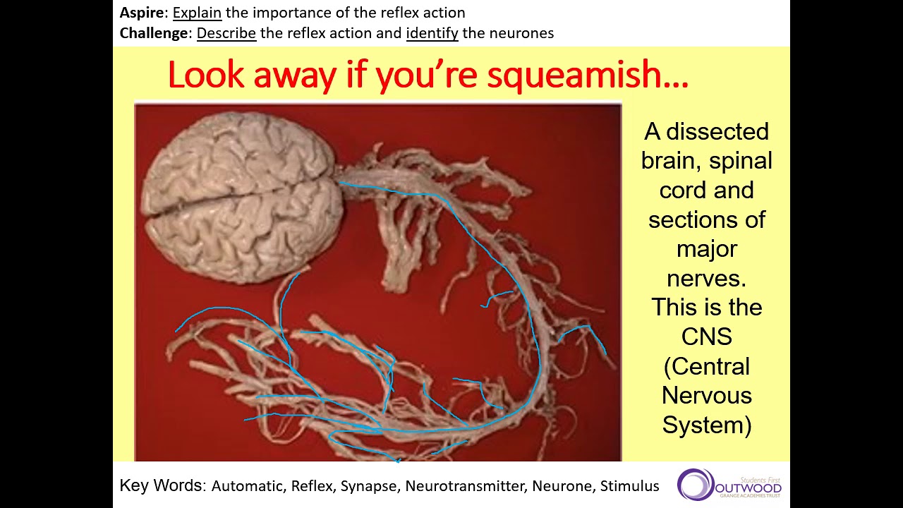 Reflex Action and the Central Nervous System - YouTube