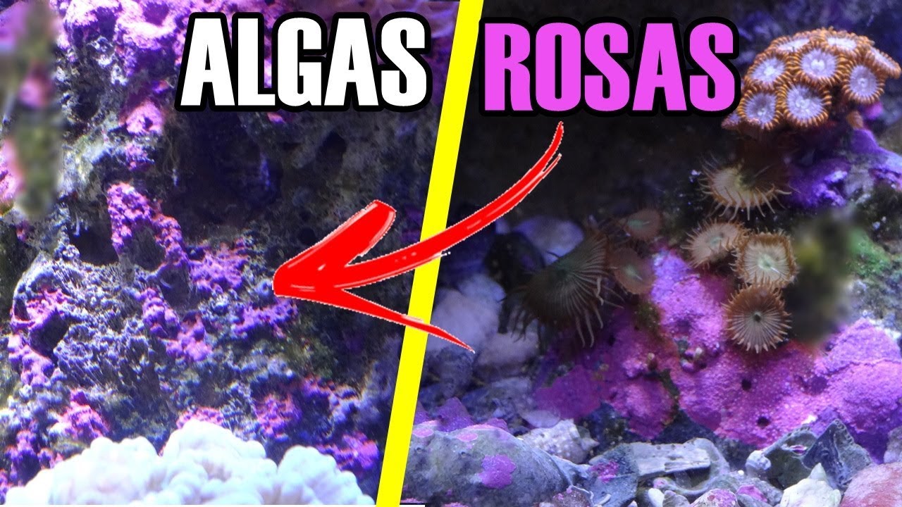 ALGAS ROSAS no AQUÁRIO MARINHO - YouTube