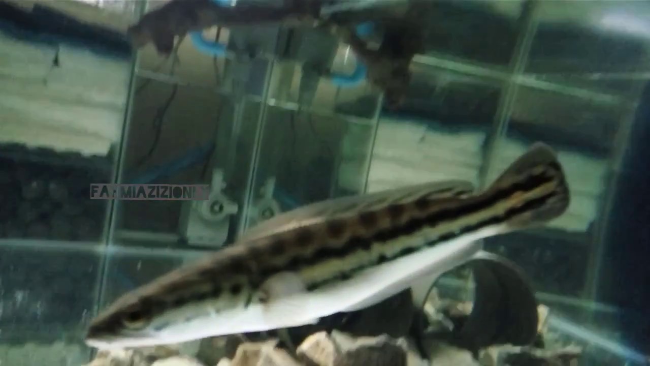Toman Giant Snakehead (channa micropeltes) - YouTube
