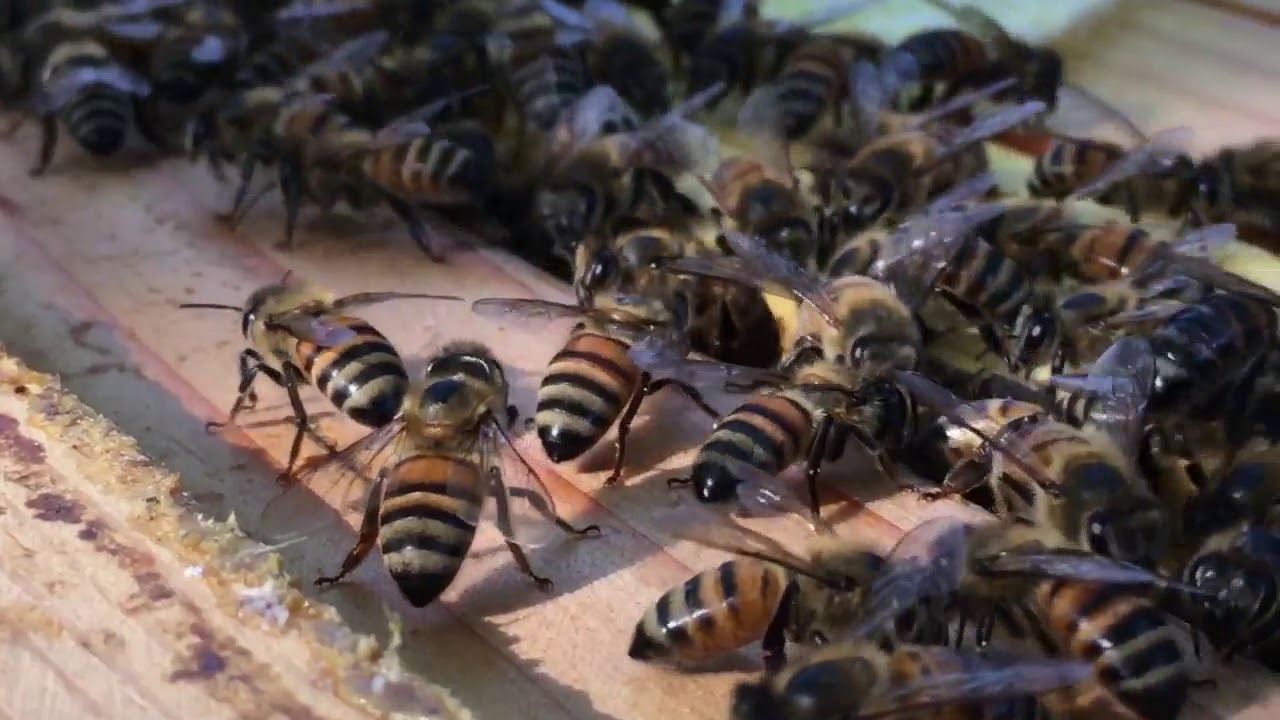 Invasion of the Small Hive Beetles; Backyard Beekeeping - YouTube
