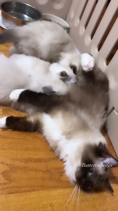 Happy Mother’s Day #ragdollkittens #cat #ragdoll #ragdolls #kitten # ...