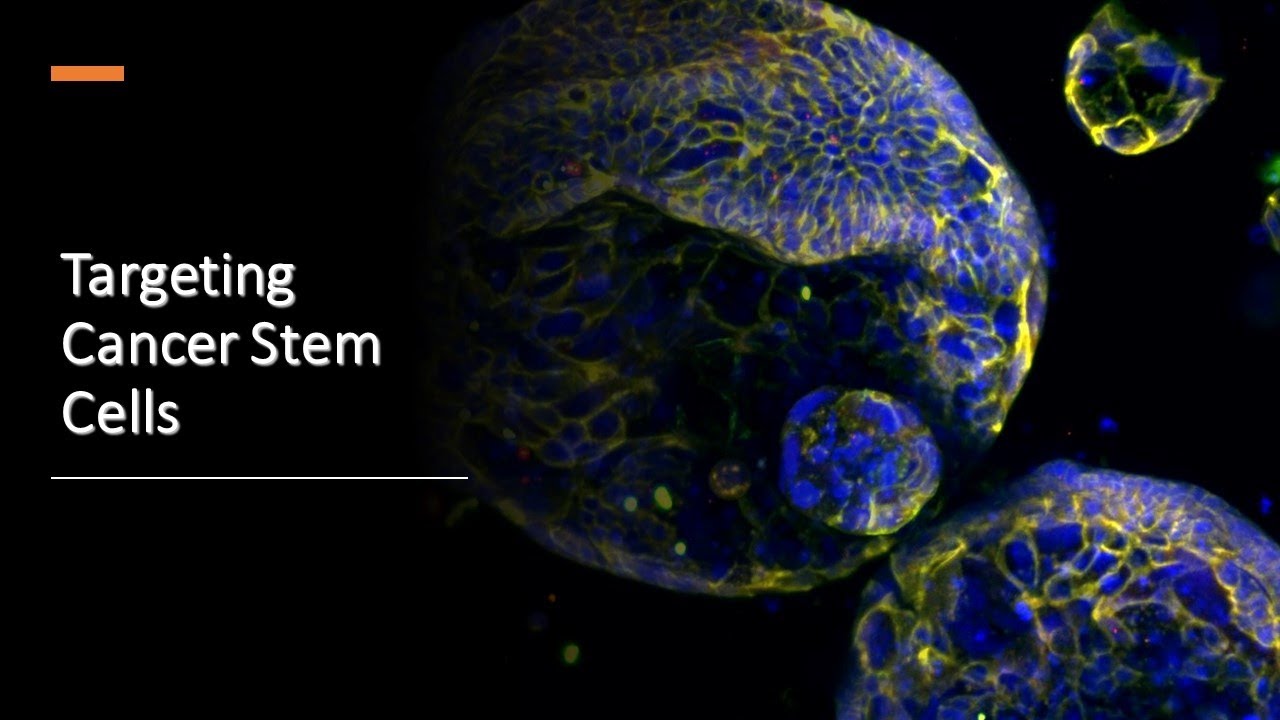 Targeting Cancer Stem Cells - YouTube