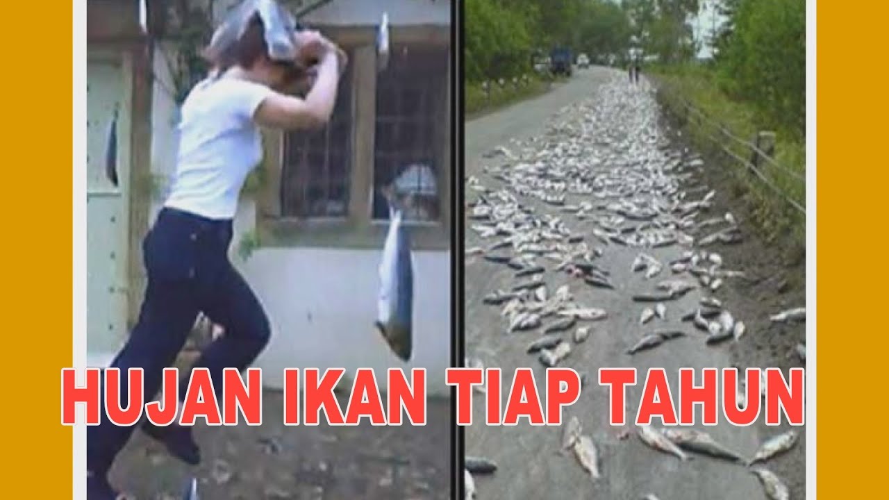 Fenomena Hujan Ikan Lluvia de Peces Yoro, Honduras Bikin Bingung Ilmuan ...
