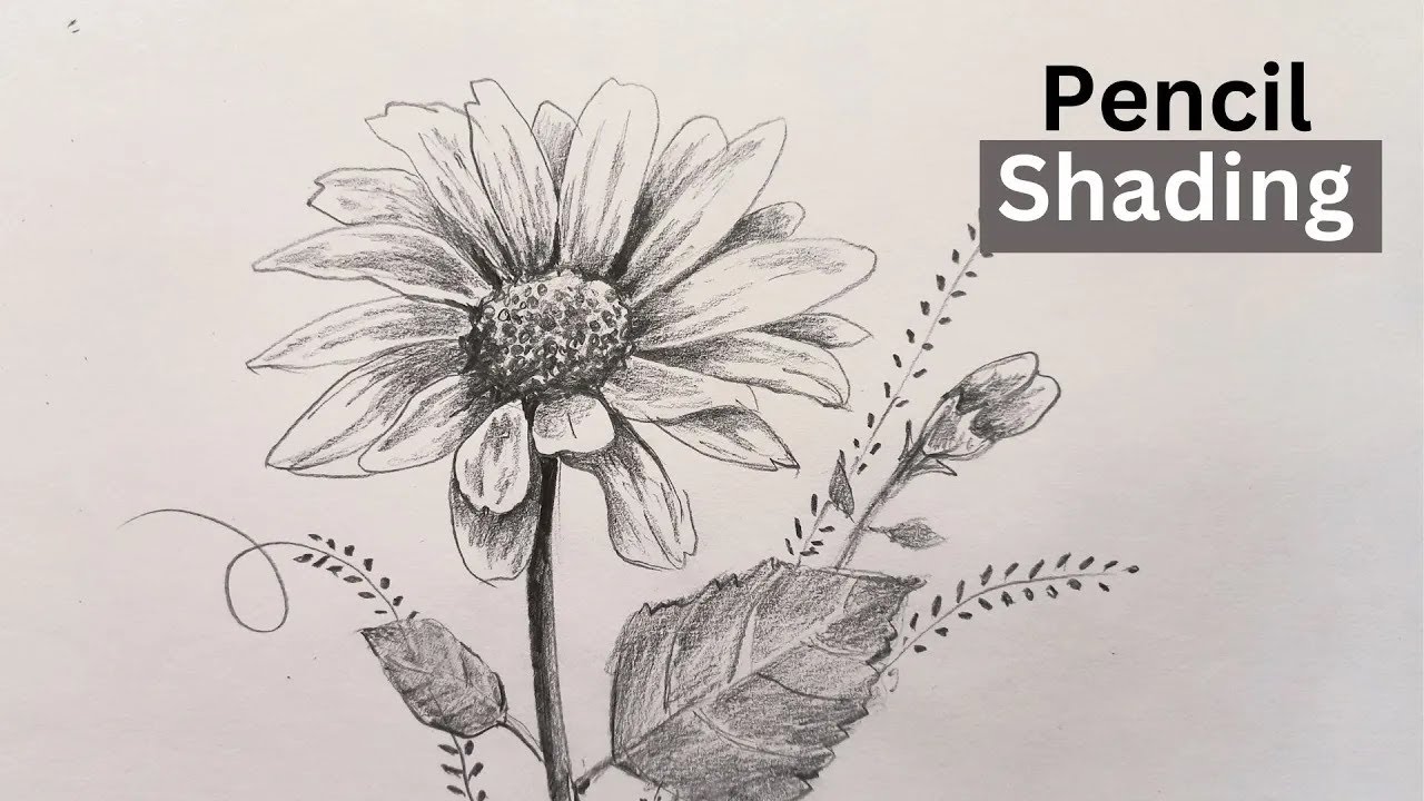 How to draw Sunflower | Sunflower Sketching | Sunflower Pencil Shading ...