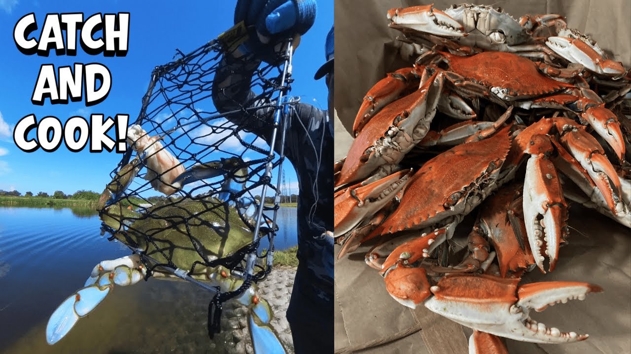 CATCH Blue Crabs with THESE TRAPS and Chicken-On-A-String! #crab # ...