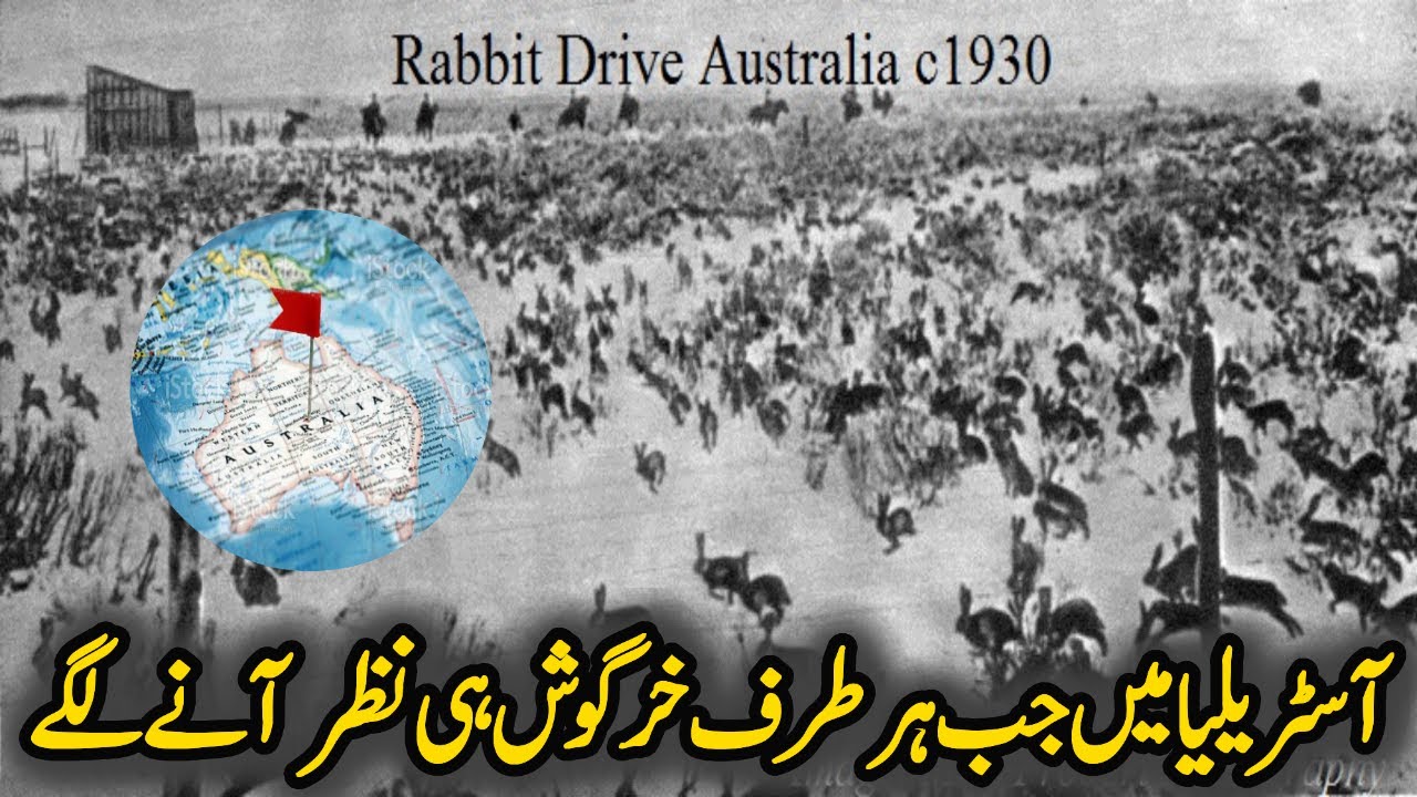 Rabbit hi Rabbit I Australia rabbit overpopulation I Khargoshon Ka ...