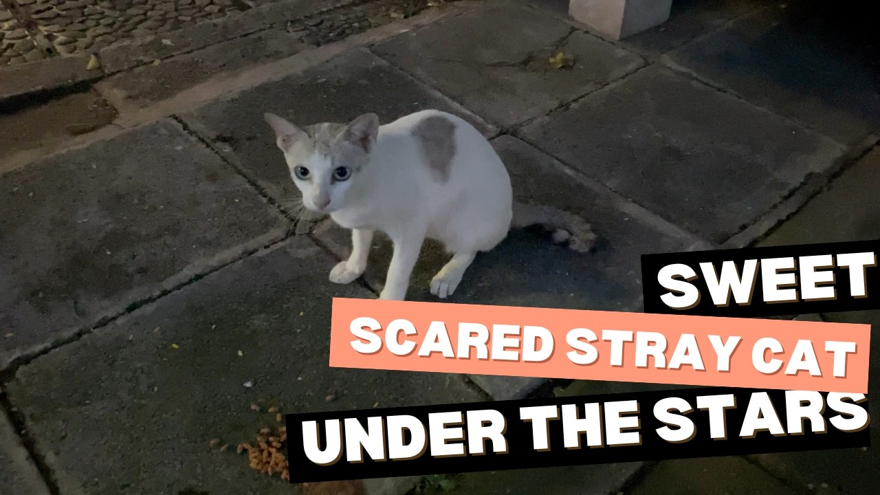Feeding a Sweet, Scared Stray Cat Under the Stars 🌙🐾💖 - YouTube