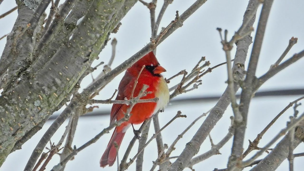 Rare half male, half female cardinal spotted in Pennsylvania - YouTube
