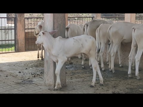 khillar breed cattle farm bankapur ಖಿಲ್ಲರ್ ತಳಿಯ ಗೋಶಾಲೆ ಬಂಕಾಪುರ - YouTube