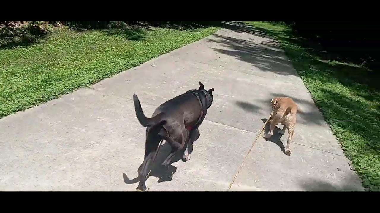 🚶‍♀️the 🐶's in Saint Joseph - YouTube