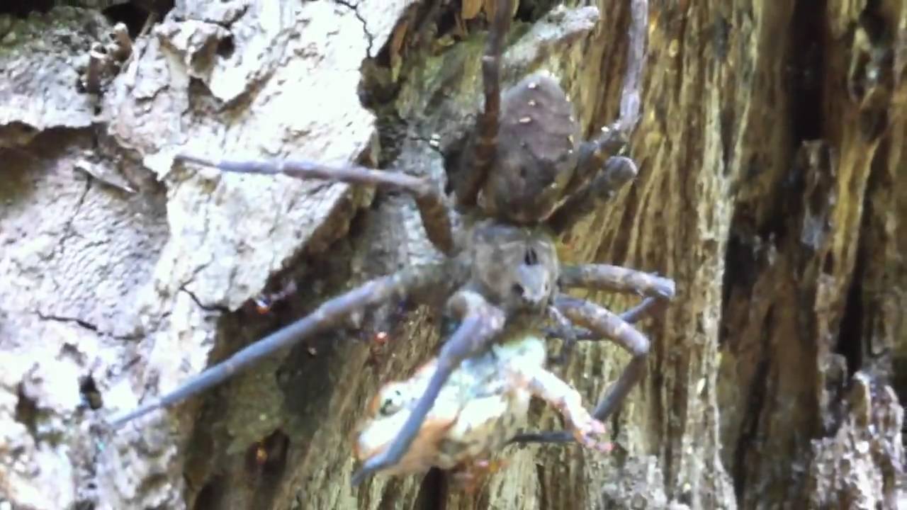 A Giant Spider Eating a Toad - YouTube