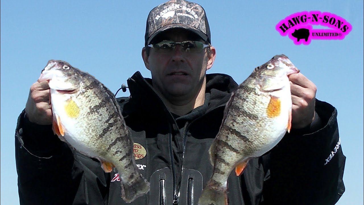Catching Lake Michigan JUMBO Perch Fishing - HawgNSonsTV - YouTube
