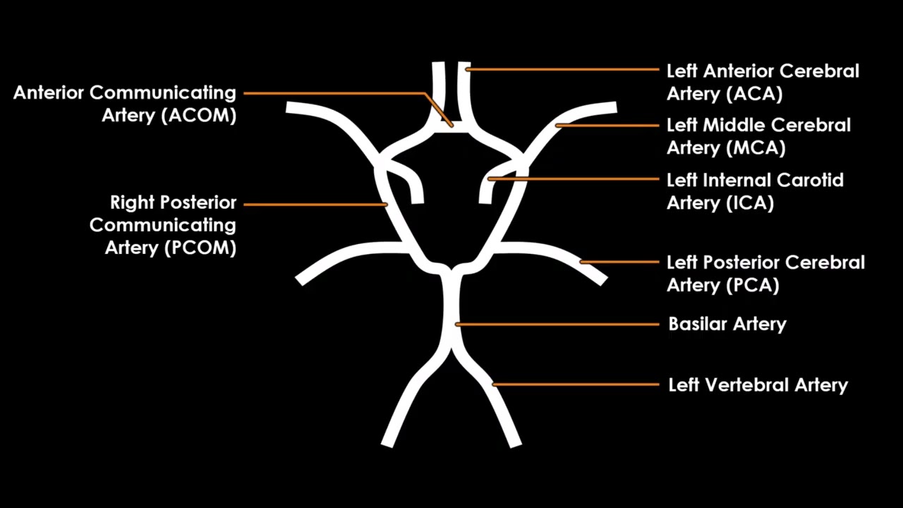 Circle Of Willis Internal Carotid Artery