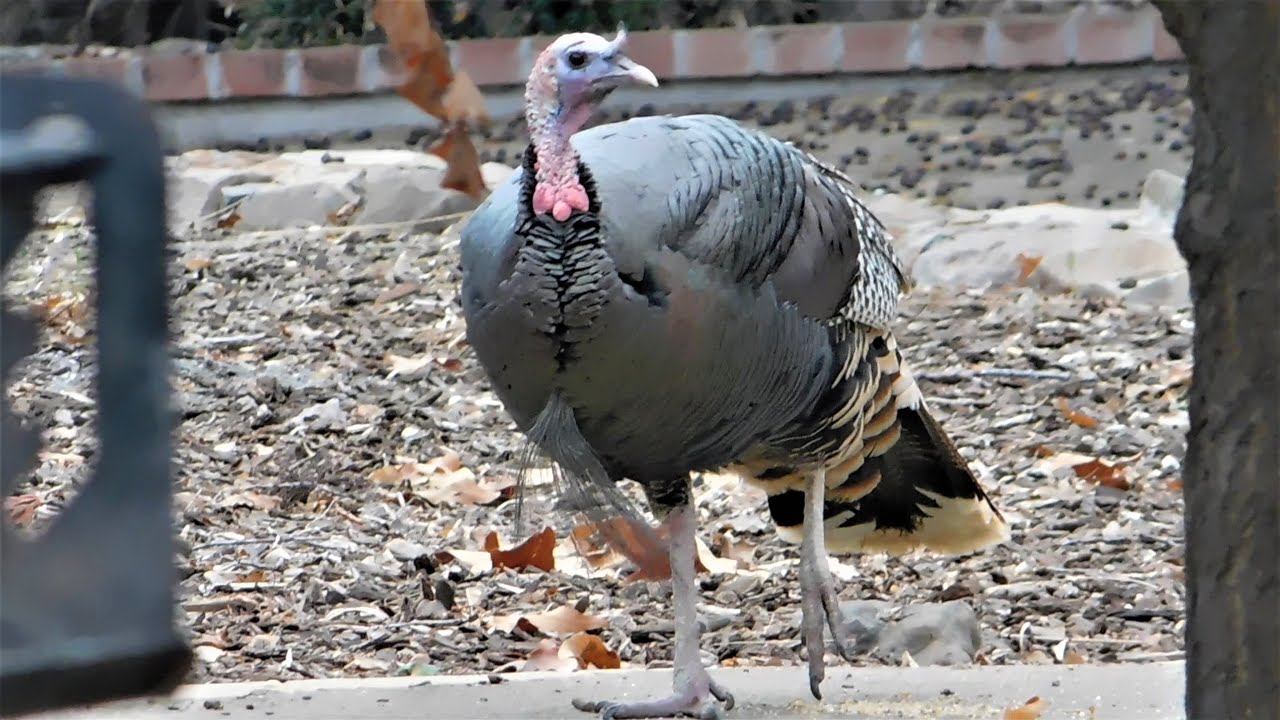Fluffy, Kali, Wild Turkey, California Towhees and Golden-crowned ...