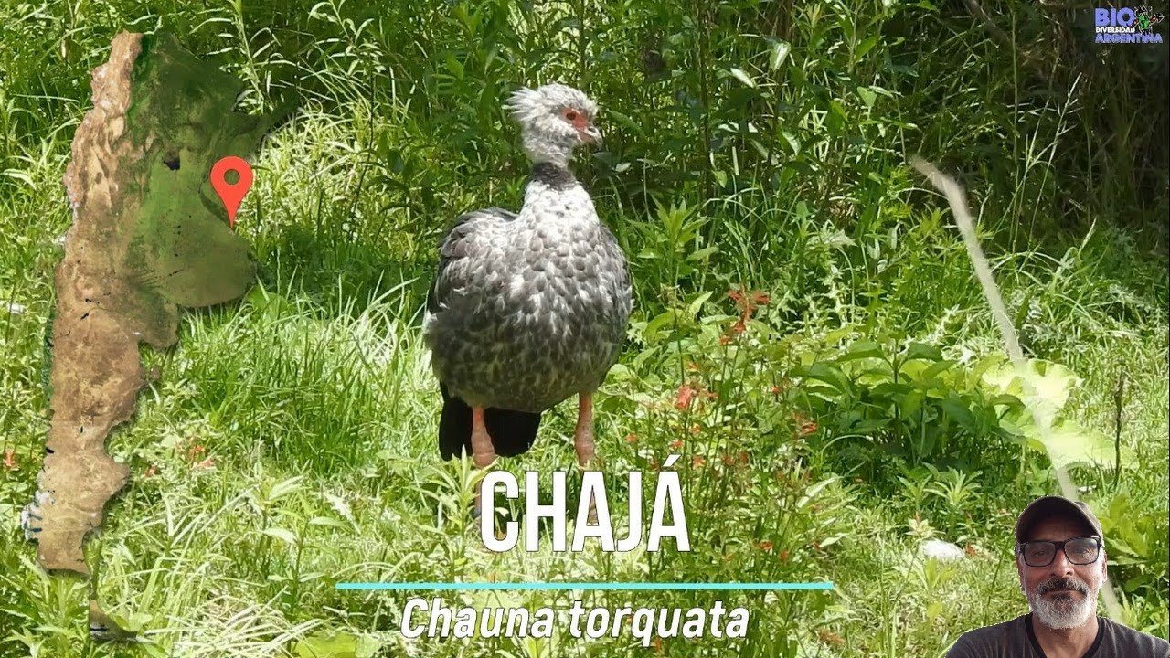 SOUTHERN SCREAMER - CHAJA - Chauna torquata #birds #chaja #screamer ...