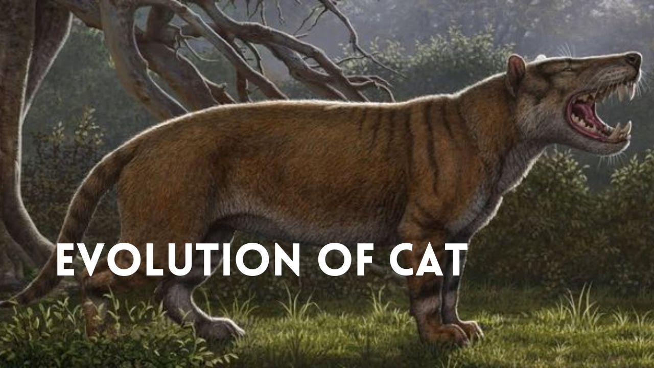 Cats Through Time: History of Cat evolution - YouTube