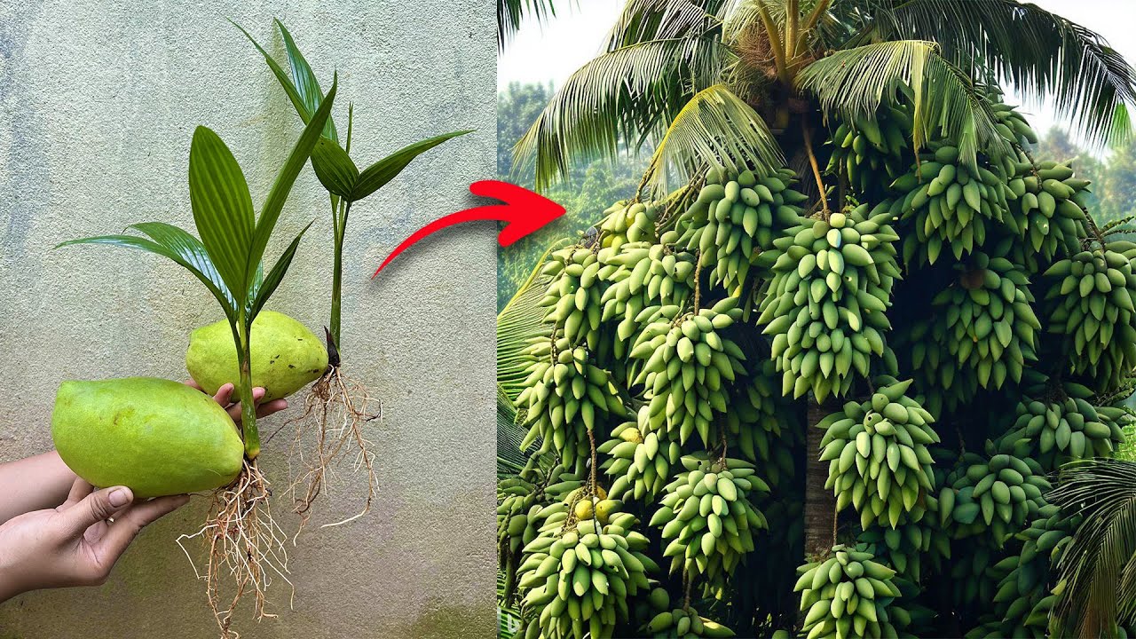 i Grafting Mango Fruit With Coconut Fruit I'm getting great results ...