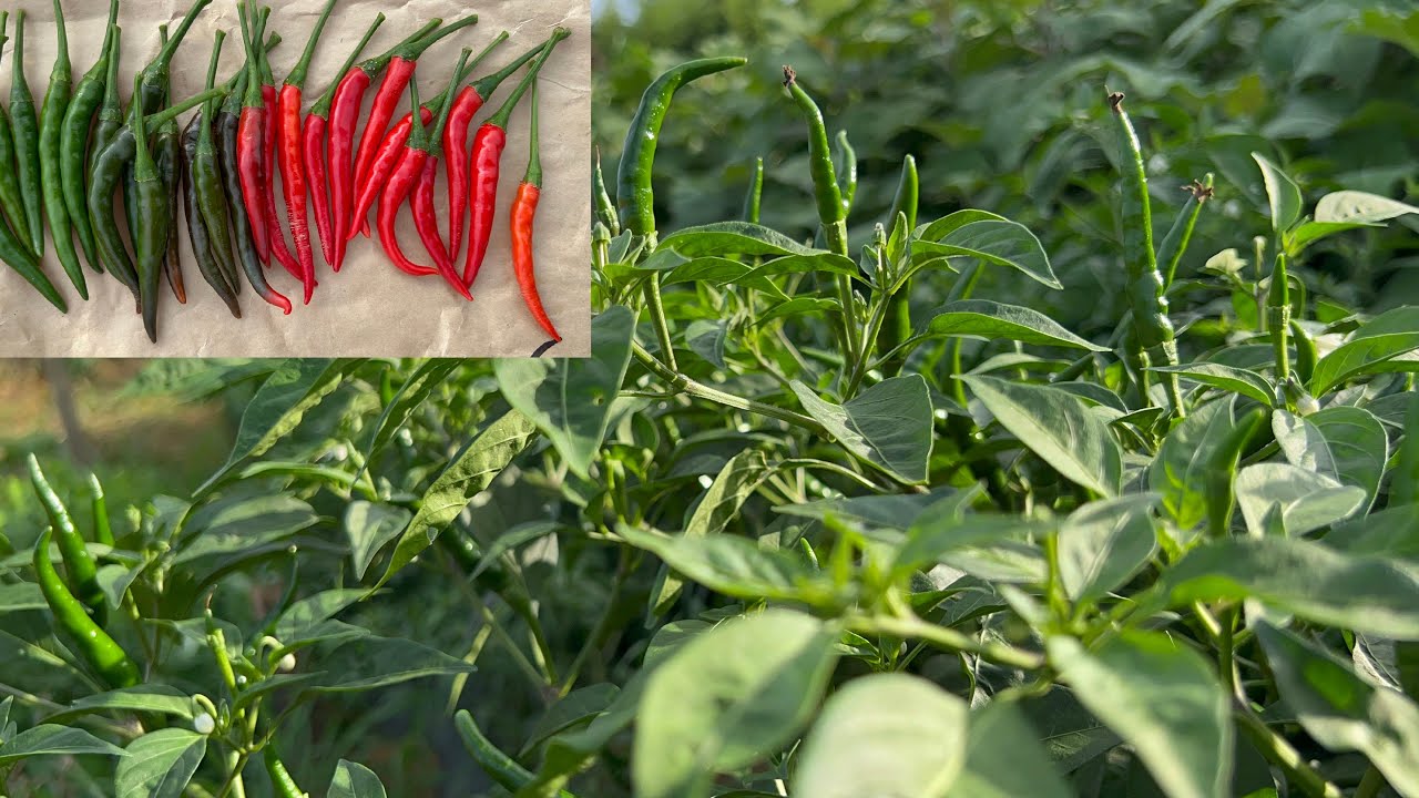 ปลูกพริกเรดธันเดอร์ ซุปเปอร์ธันเดอร์ ดกๆเม็ดงามๆ ทดลองปลูกปีแรก grow ...
