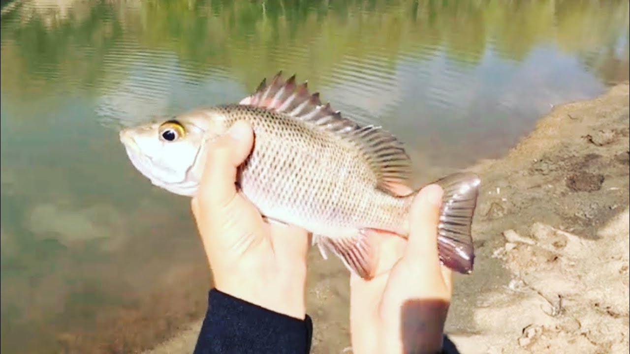 An amazing couple sessions in Townsville fishing for barramundi and ...