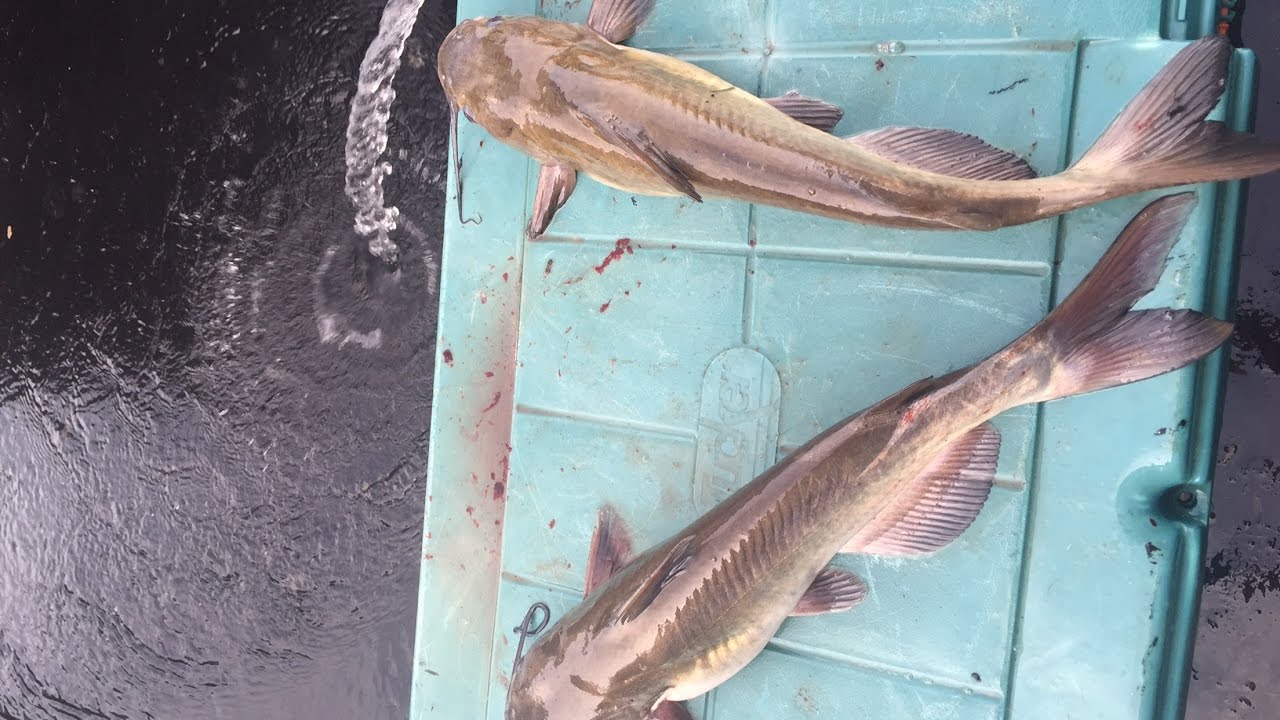 Channel Catfish Catch & Cook - YouTube