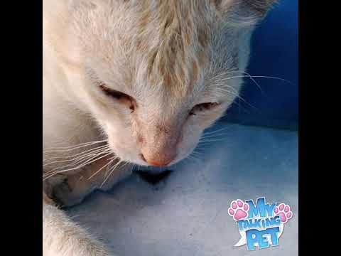 kucing ku bernama di wan - YouTube