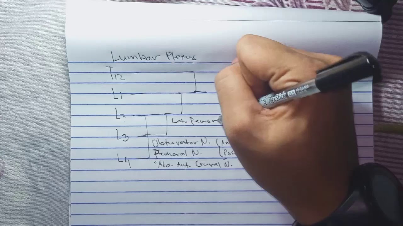 The easiest way to draw Lumbar Plexus - YouTube