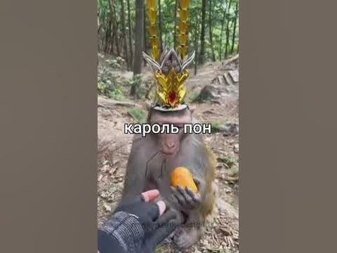 бибизяна пон - YouTube