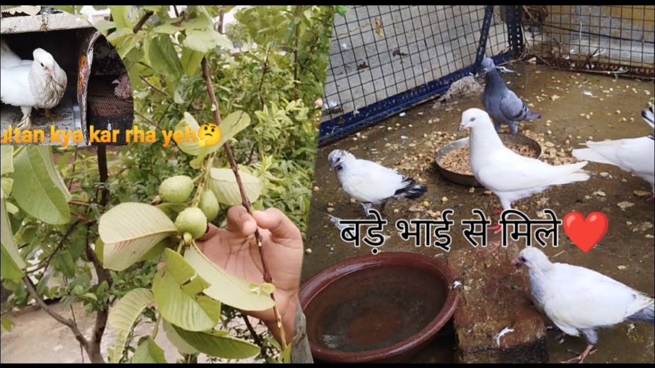 Aaj pehli baar Apne bare bhai se mile | Haldi raam bhujiya khaate hai # ...