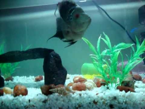 qwerty fish qwerty - YouTube