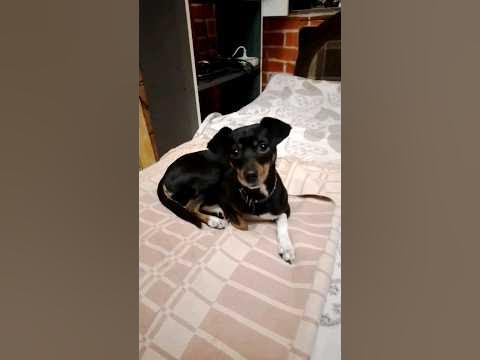 Собачка дюрасел 🐶 - YouTube