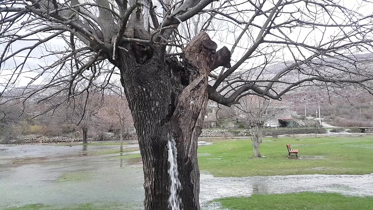 Amazing! Water gushing from a tree in Montenegro! - YouTube