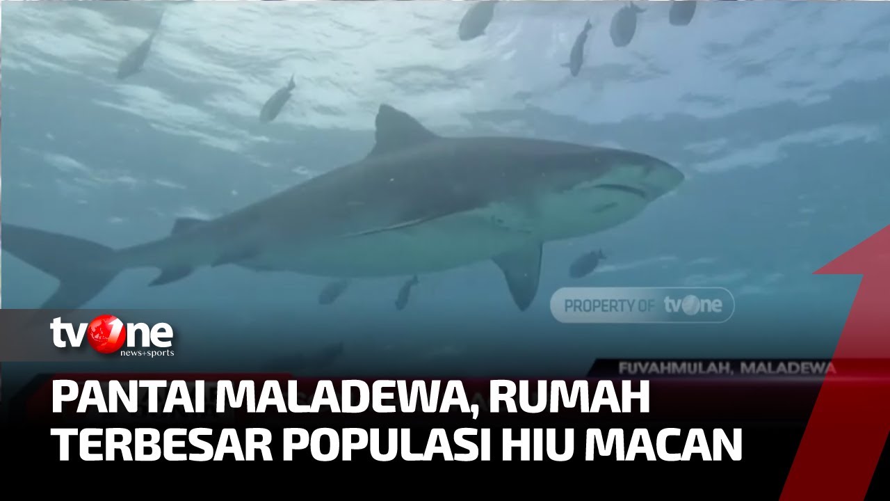 Pantai Maladewa jadi Lokasi Pelestarian Hiu Macan | Kabar Dunia tvOne ...