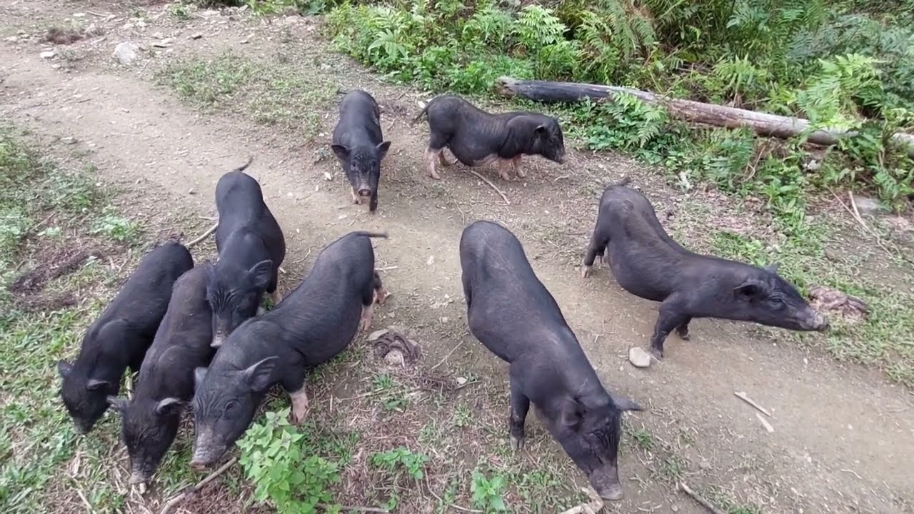 Living off grid with Many Wild boar - Forest Farm Free Life Wild ...