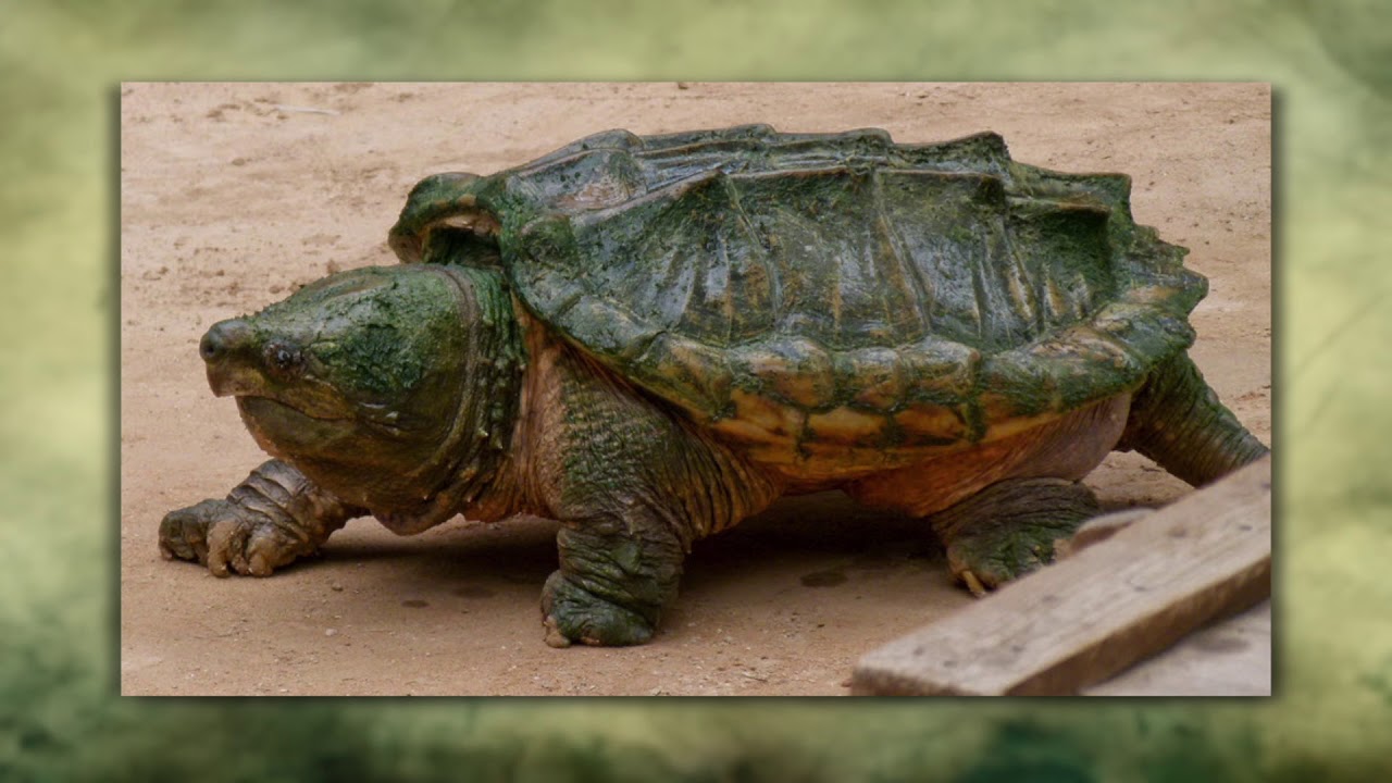 Around Kansas - Snapping Turtles January 30, 2019 - YouTube