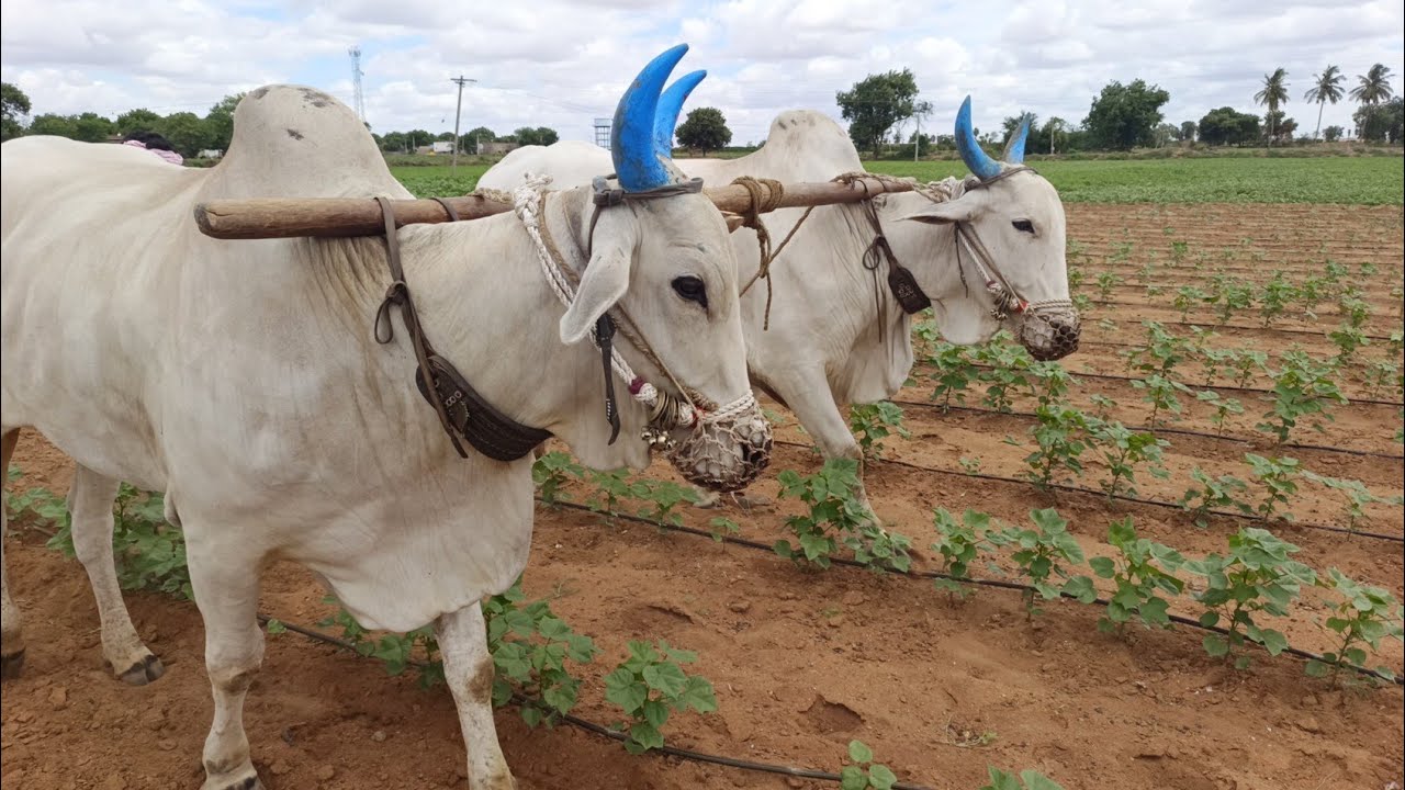పత్తి పంటలో సేద్యం చేస్తున్న రైతన్న తూంకుంట గ్రామం అయిజ మండలం జోగులాంబ ...
