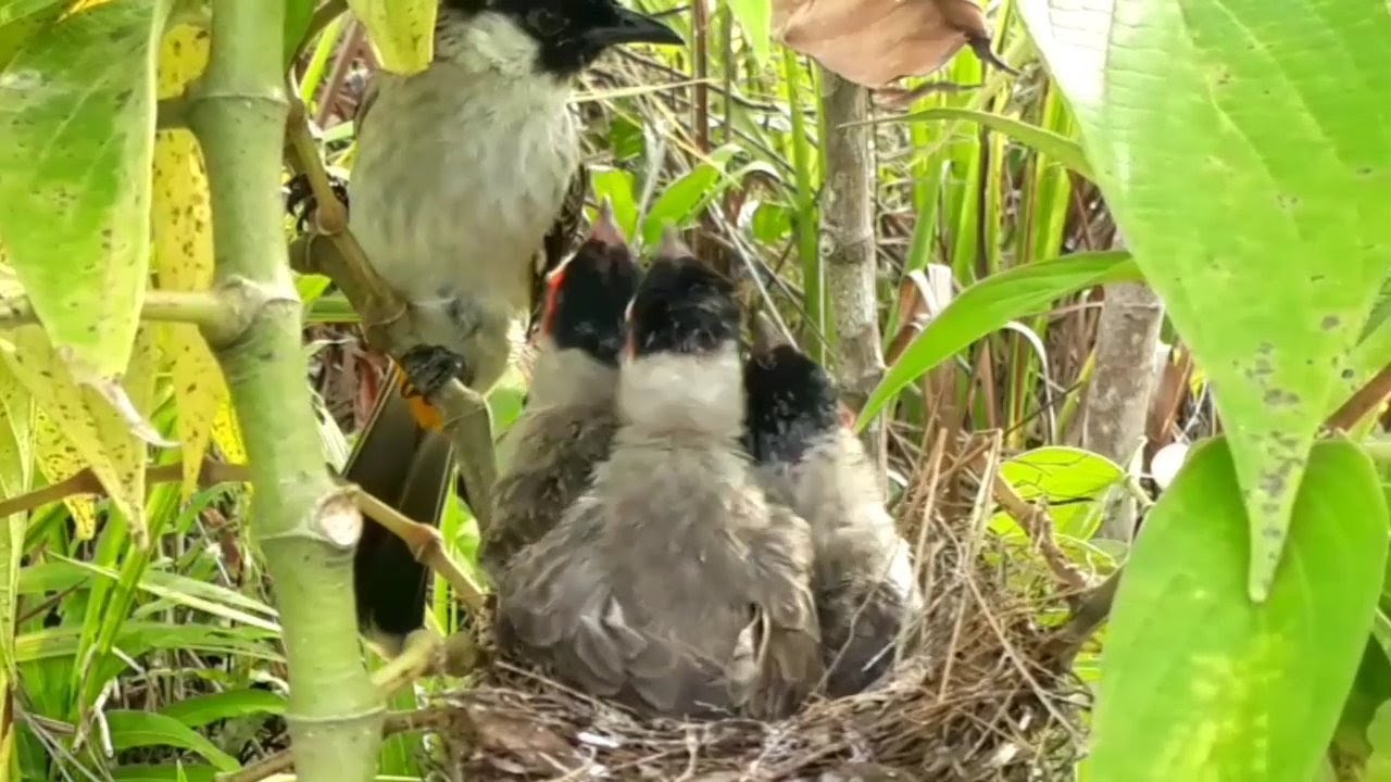 see the development of baby birds from hatching to flight - YouTube