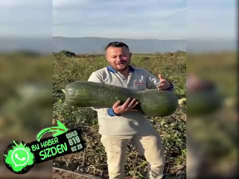 Komşumuz Ciciler Köyü’nde 17,5 Kilo Ağırlığında Dev Sakız Kabağı!