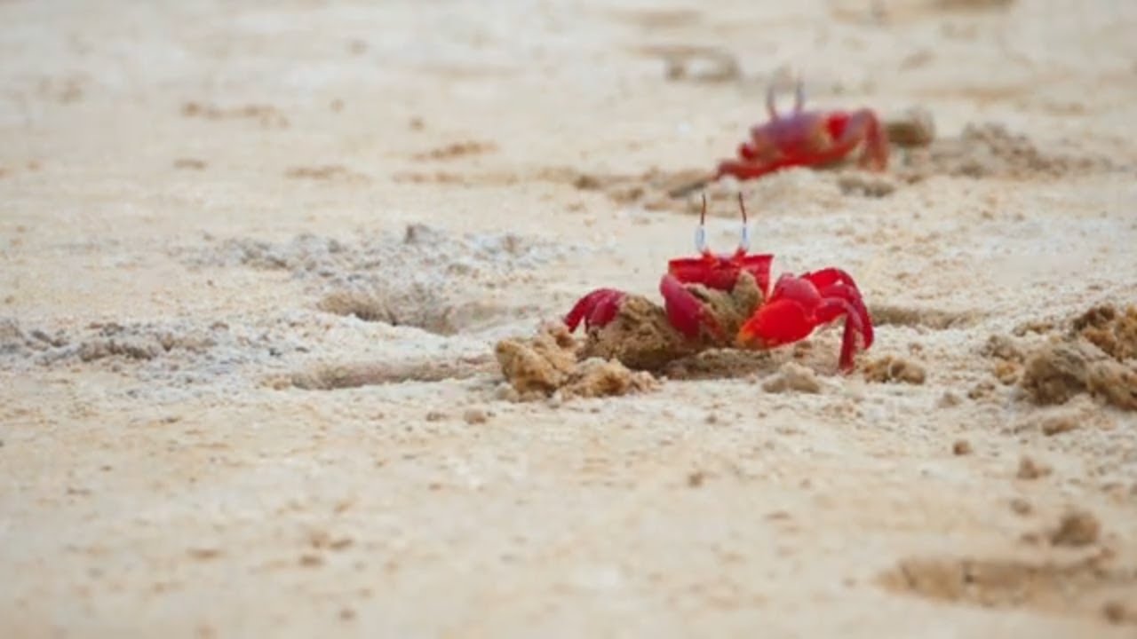 Crap Food ||Deepika Recipes|| - YouTube