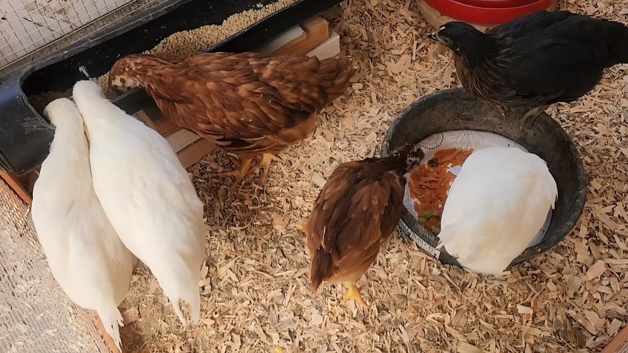 Hungry chicks snacking on veggie scraps - little chicks chirping sounds ...
