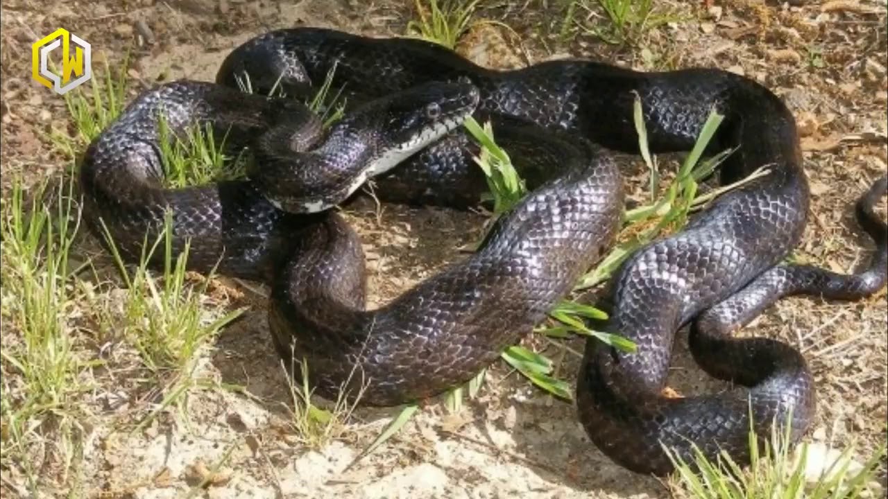 ‘Hipster’ Snake Is Born With Sunglasses And An Ironic Mustache - YouTube