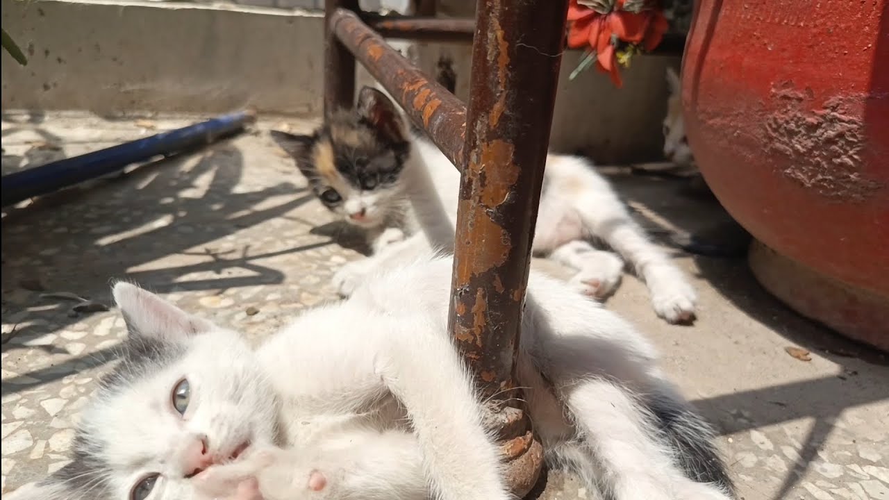 Mini cats play time - YouTube