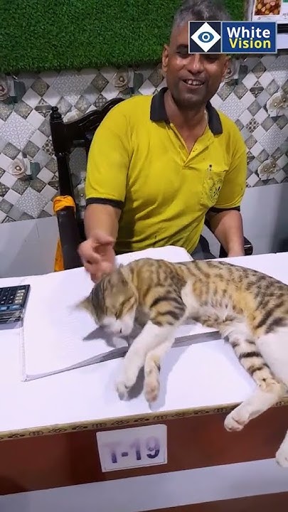When Your Cat Shows Their Love To You No One Does It Cats Actually