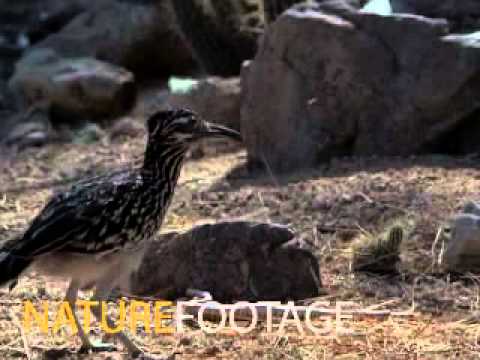 Roadrunner kills rattlesnakes [uccide i serpente a sonagli] - YouTube