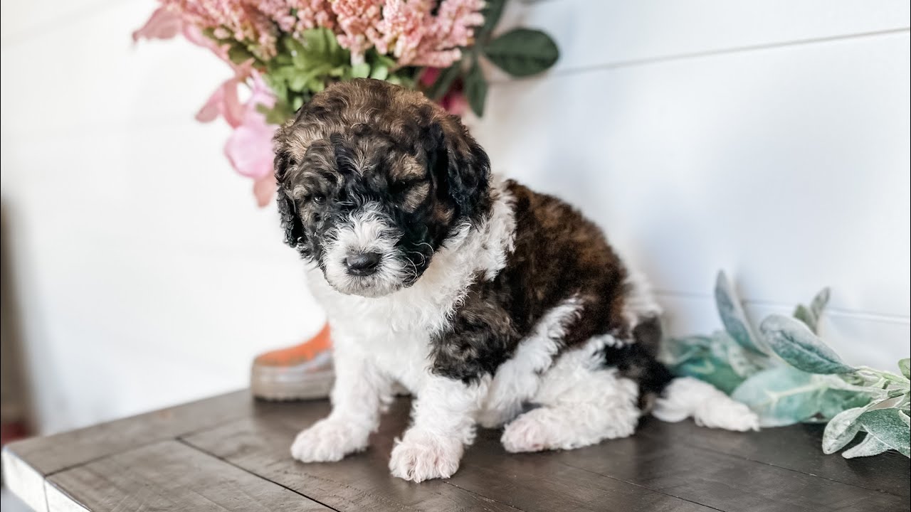 St Berdoodles Week 4 - YouTube