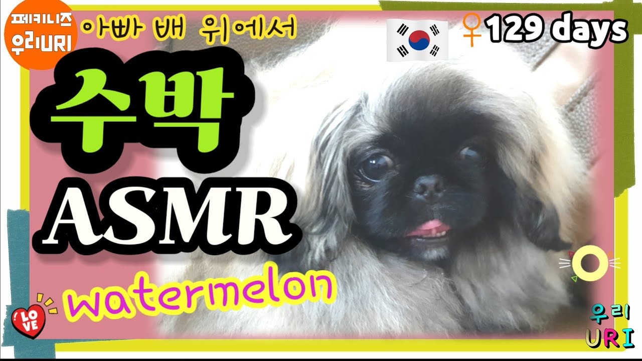 페키니즈우리 수박ASMR-PEKINGESE URI watermelon asmr - YouTube